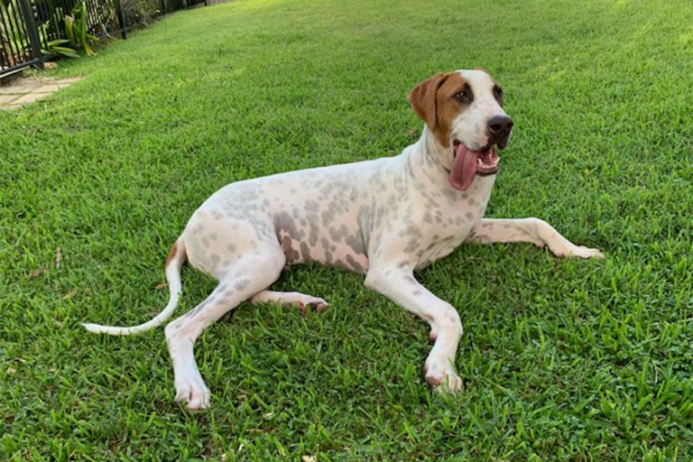 Pet Choking Prevention Day - Shining Light on Household Dangers