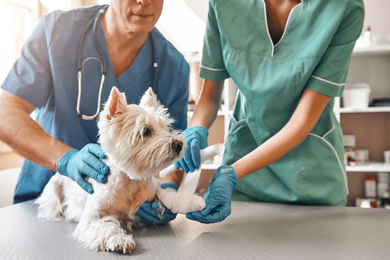 Soft Tissue Trauma in Dogs