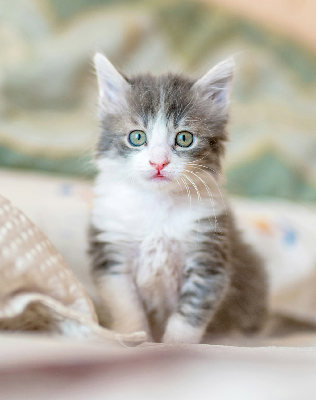 Pet Insurance Australia Comprehensive Kitten Care Guide