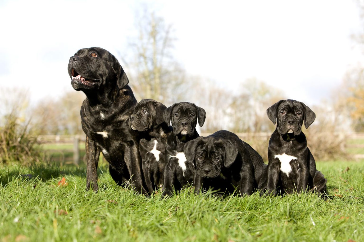 Cane Corso | Dog Breed Information & Characteristics