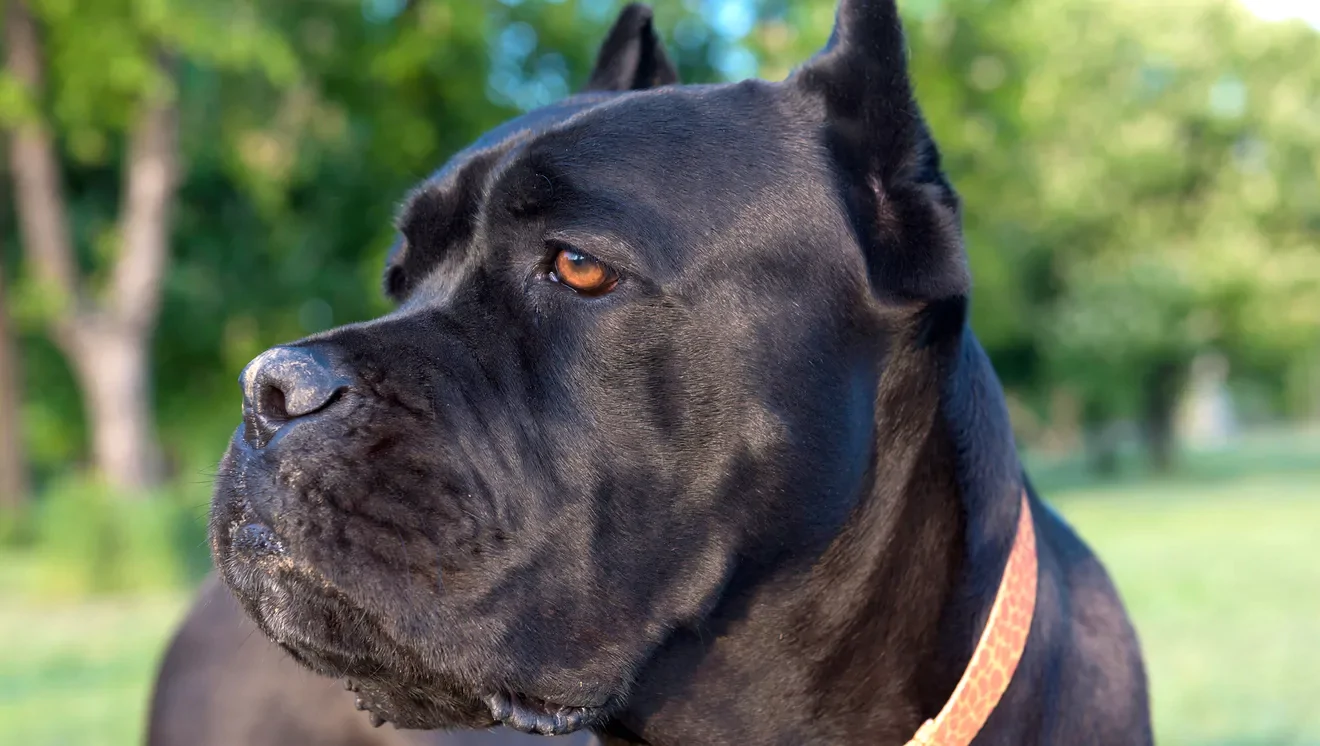 Cane Corso | Dog Breed Information & Characteristics
