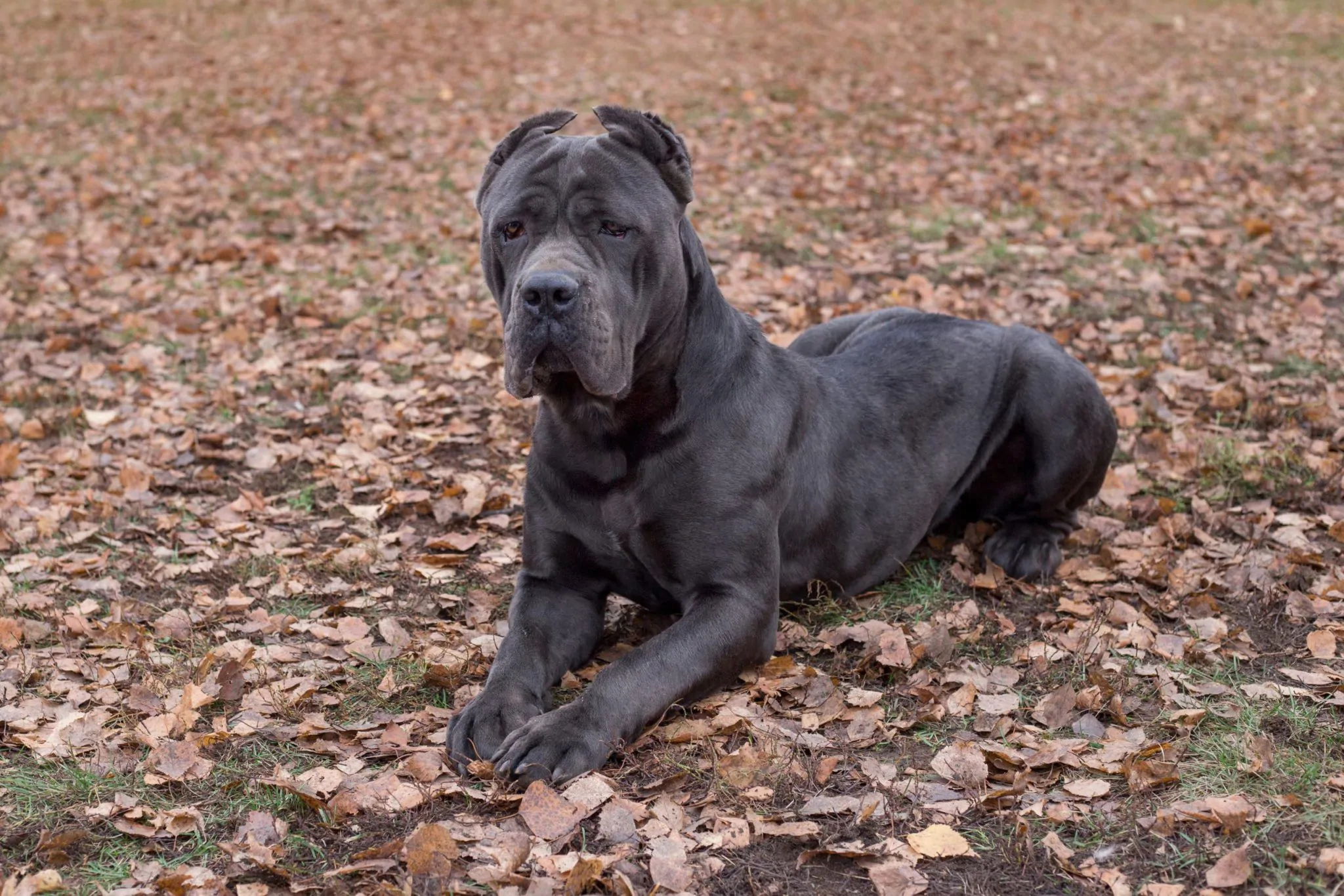 Cane Corso | Dog Breed Information & Characteristics