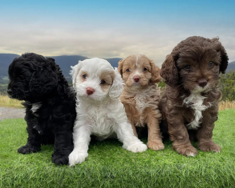 Cavoodle | Dog Breed Information & Characteristics