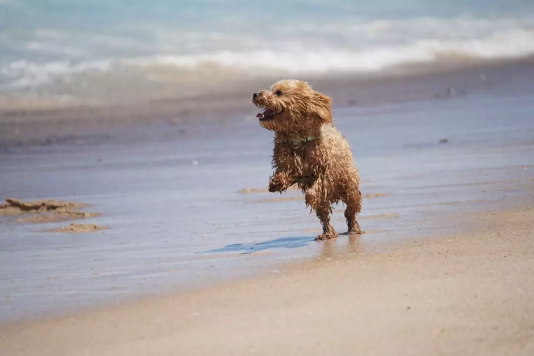 Cavoodle | Dog Breed Information & Characteristics