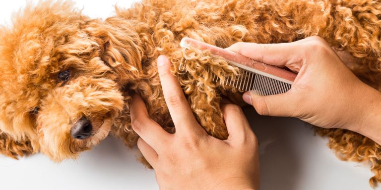 Cavoodle | Dog Breed Information & Characteristics