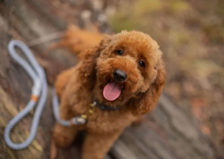 Cavoodle | Dog Breed Information & Characteristics