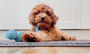 Cavoodle | Dog Breed Information & Characteristics
