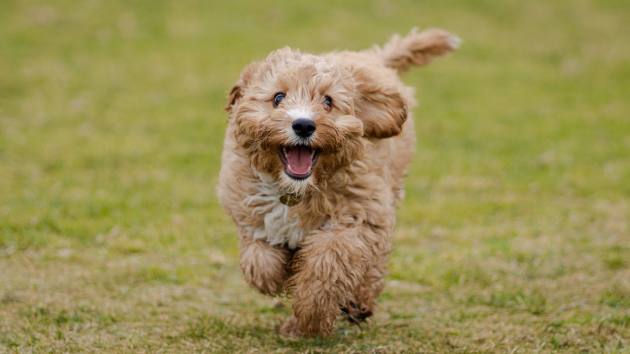 Cavoodle | Dog Breed Information & Characteristics