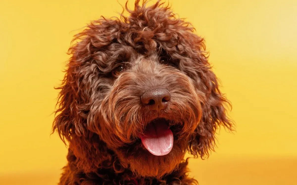 Labradoodle | Dog Breed Information & Characteristics