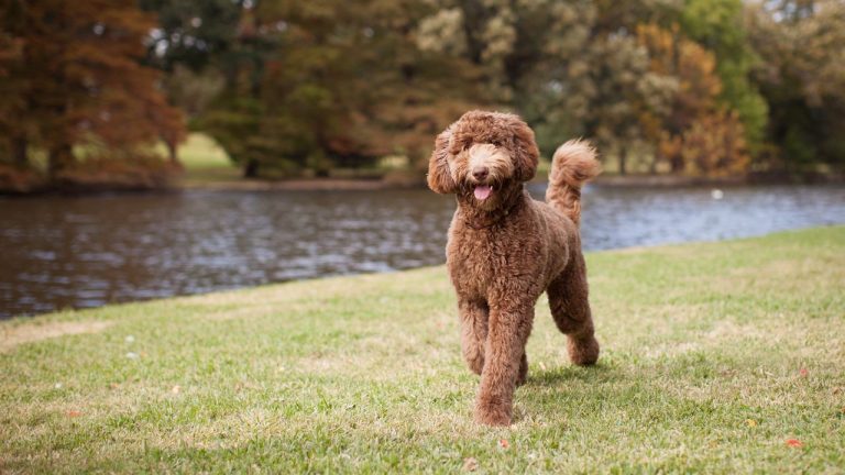 Labradoodle | Dog Breed Information & Characteristics