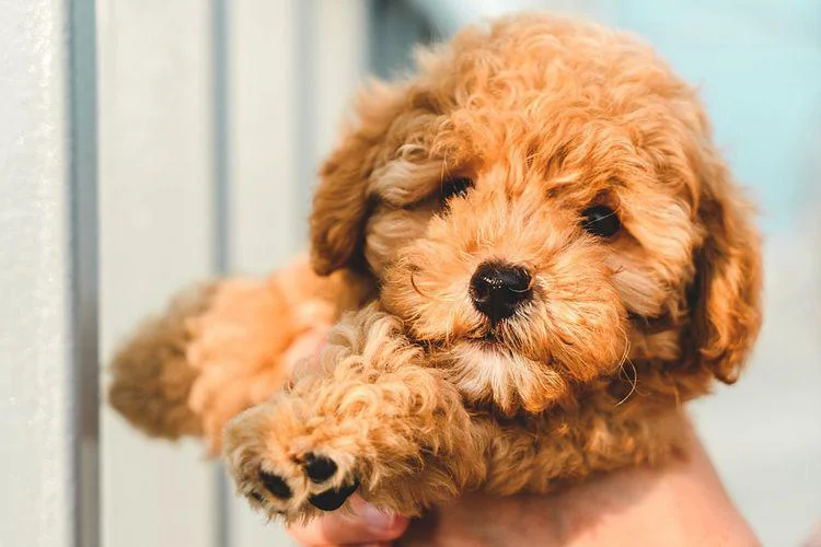 Poodle | Dog Breed Information & Characteristics