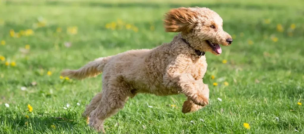 Poodle | Dog Breed Information & Characteristics