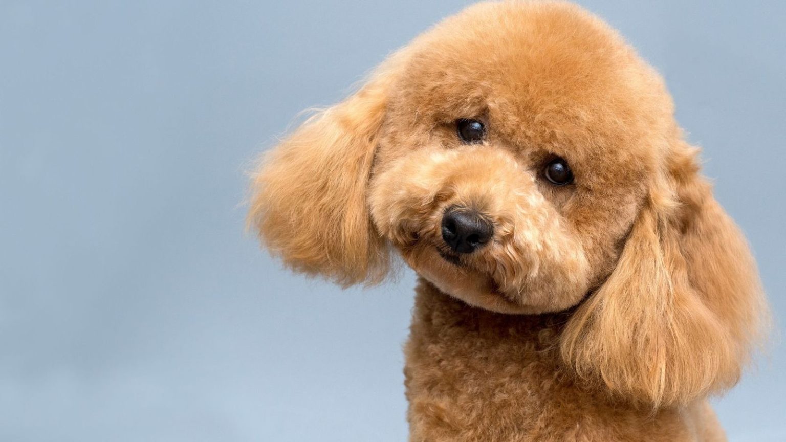 Poodle | Dog Breed Information & Characteristics