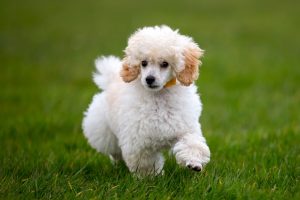 Poodle | Dog Breed Information & Characteristics