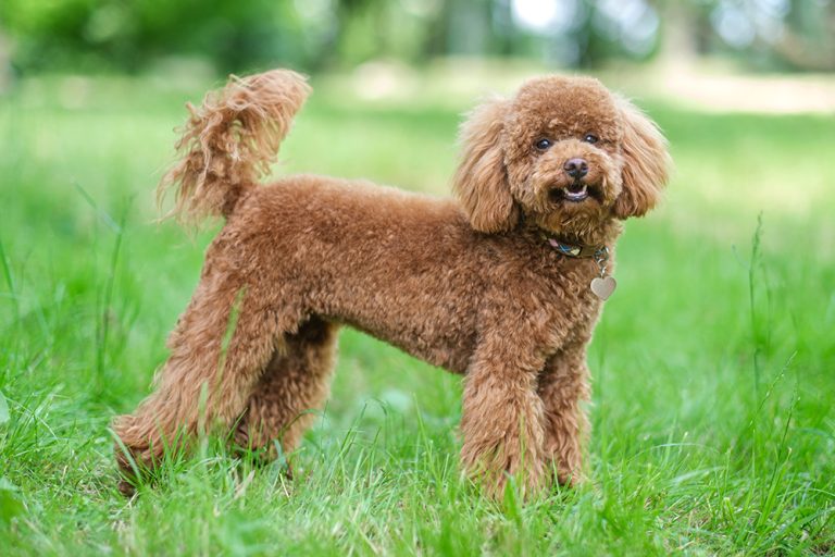 Poodle | Dog Breed Information & Characteristics