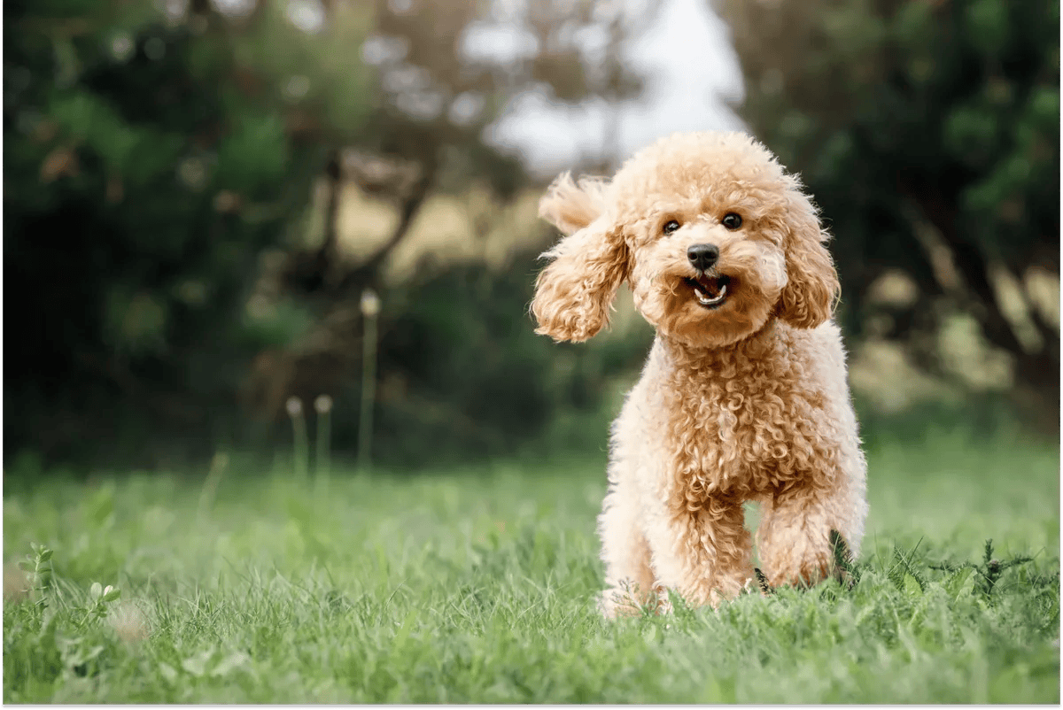 Poodle | Dog Breed Information & Characteristics