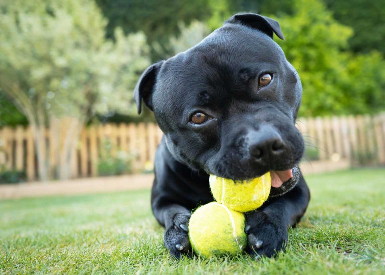 Staffordshire Bull Terrier | Dog Breed Information & Characteristics