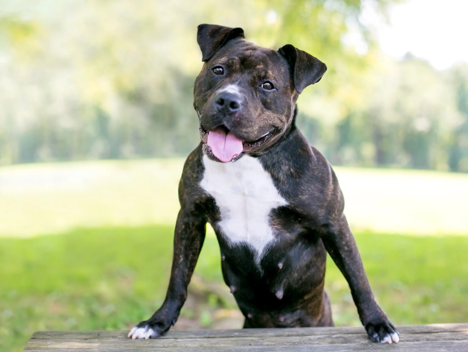 Staffordshire Bull Terrier | Dog Breed Information & Characteristics