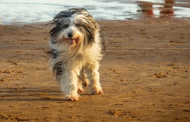Bearded Collie Dog Breed Information & Characteristics