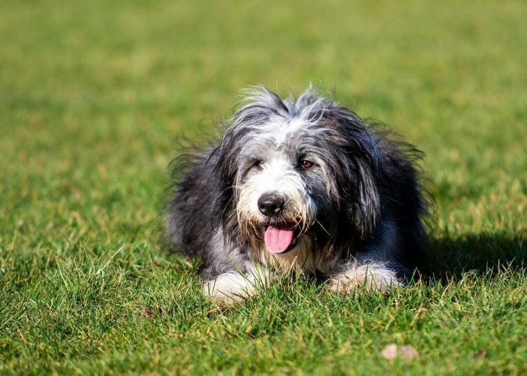 Bearded Collie Dog Breed Information & Characteristics