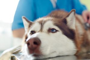 Australia’s Summer Snake Bite Threat: How to Protect Your Pets