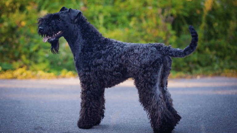 Kerry Blue Terrier Dog Breed Information & Characteristics