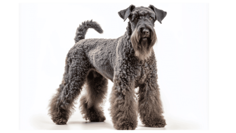 Kerry Blue Terrier Dog Breed Information & Characteristics