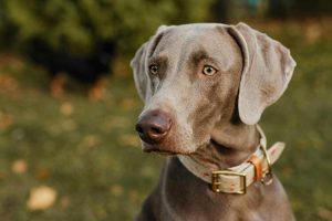 Weimaraner Dog Breed Information & Characteristics