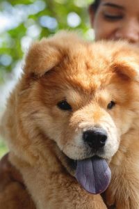 Chow Chow | Dog Breed Information & Characteristics