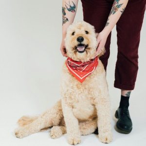 Groodle (Goldendoodle) | Dog Breed Information & Characteristics