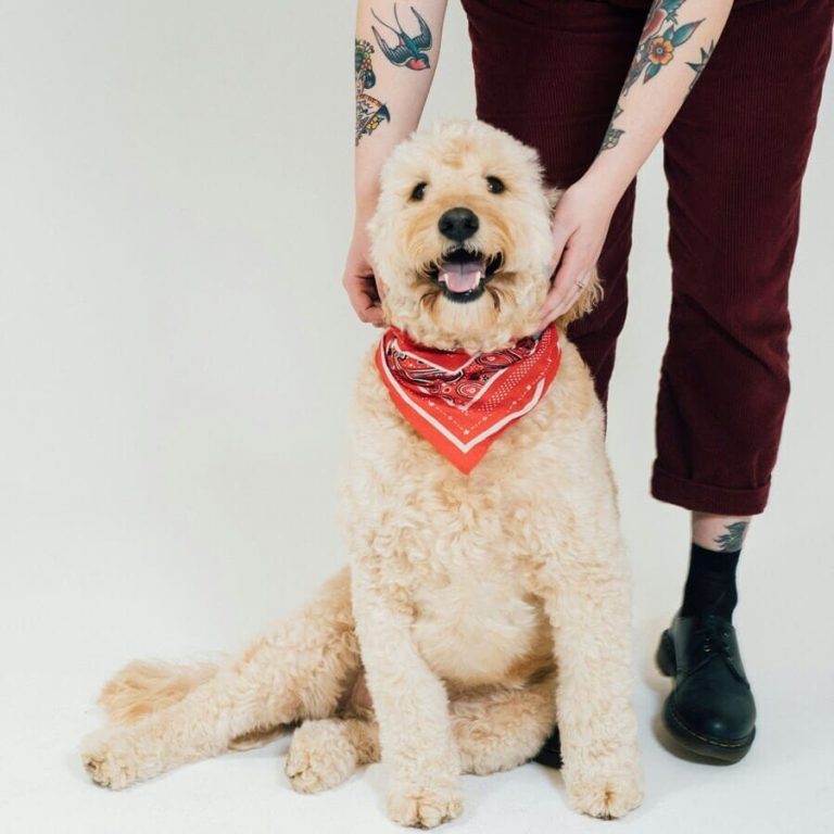 Groodle (Goldendoodle) | Dog Breed Information & Characteristics