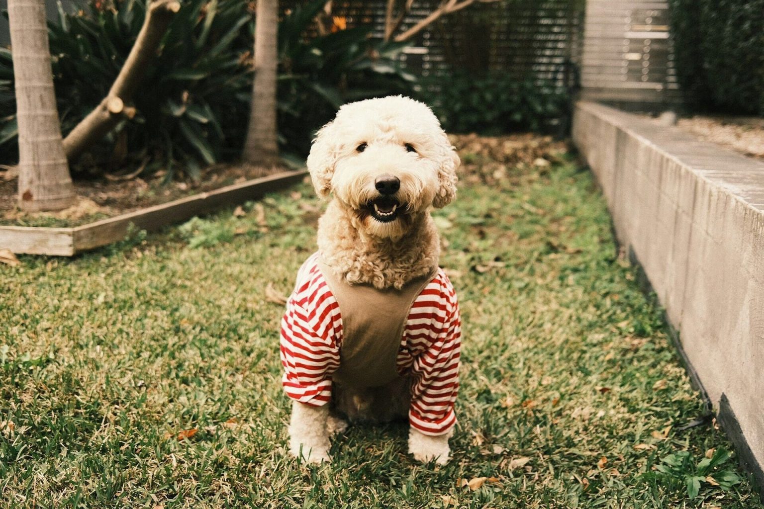 Groodle (Goldendoodle) | Dog Breed Information & Characteristics