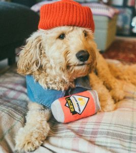 Groodle (Goldendoodle) | Dog Breed Information & Characteristics