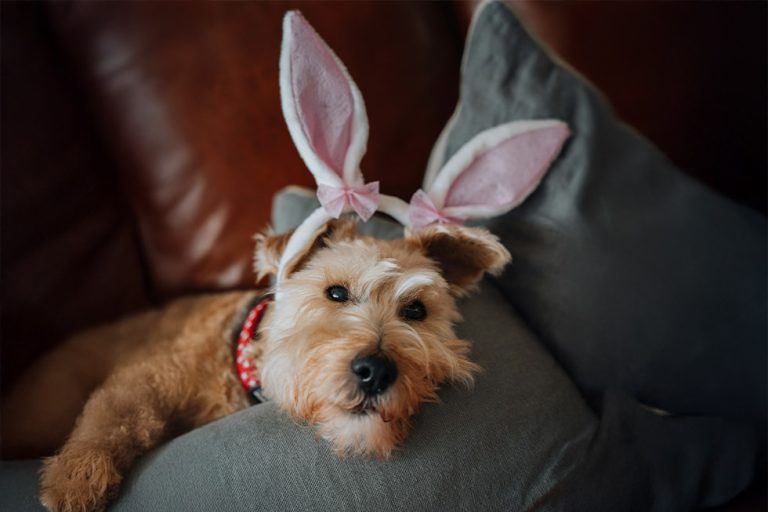 Easter Safety Tips for Pets: How to Keep Your Cats and Dogs Safe This ...
