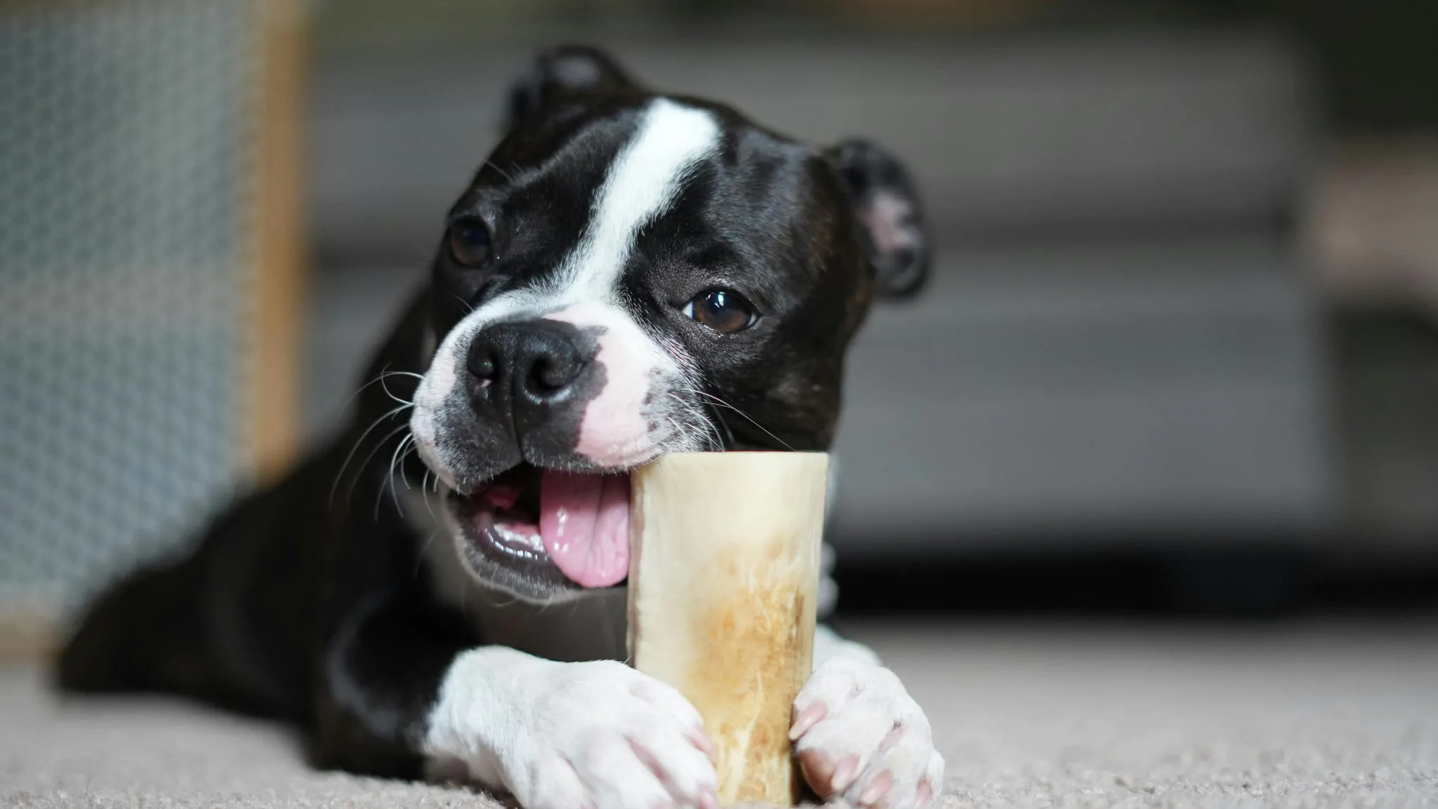 Understanding Puppy Teething and the Best Ways to Relieve It