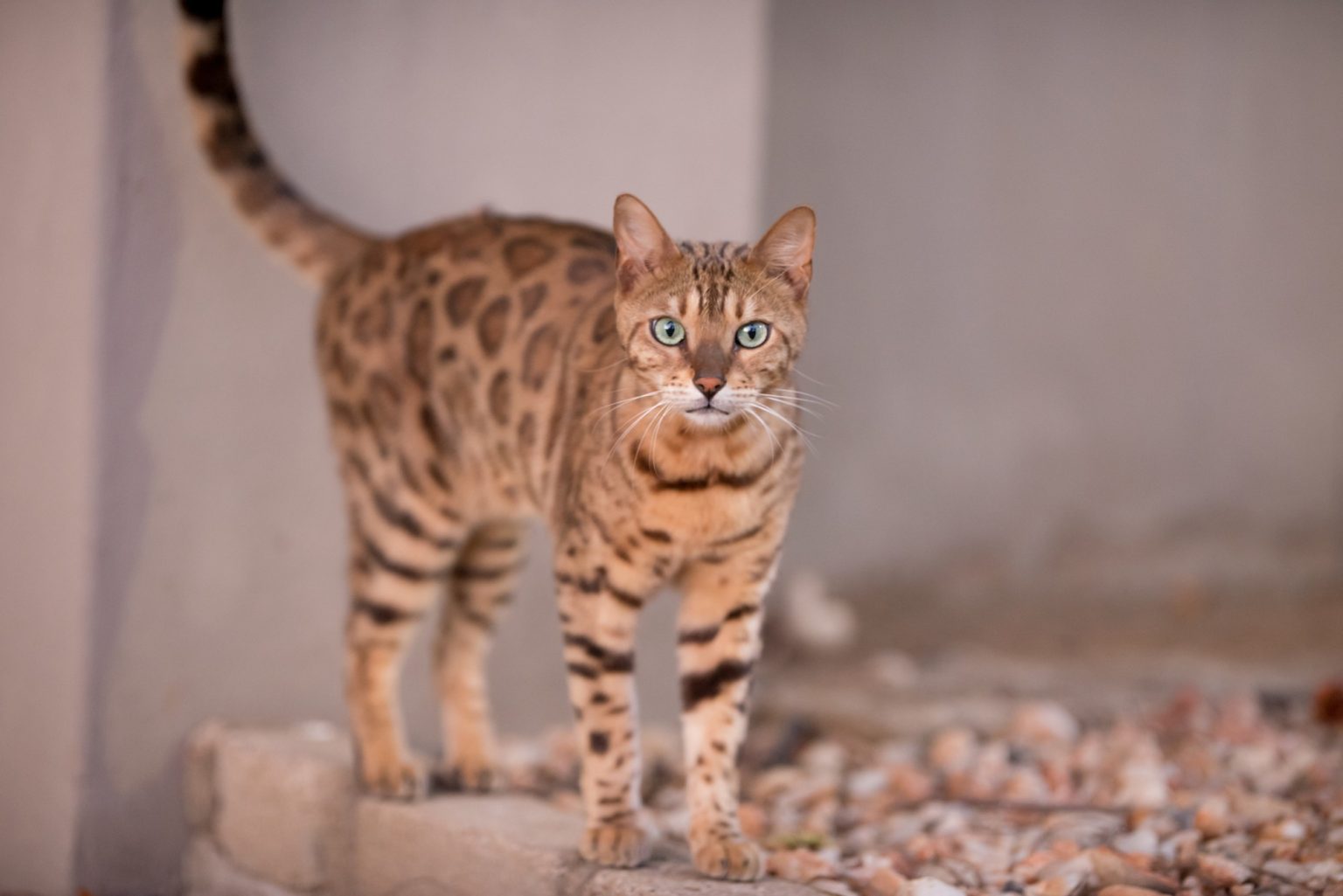 Bengal Cat Bengal Cat - Breed Information | Pet InsuranceAustralia