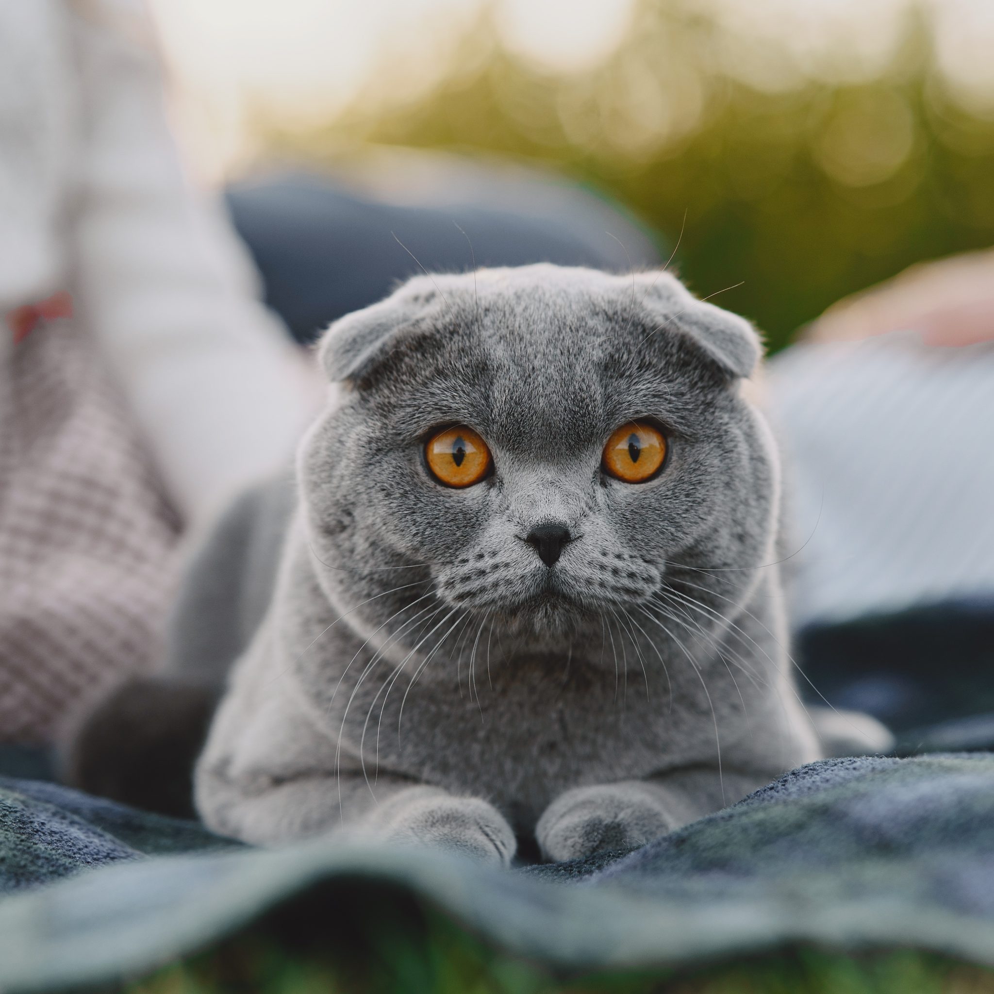 Cat Breeds In Australia | Information & Characteristics