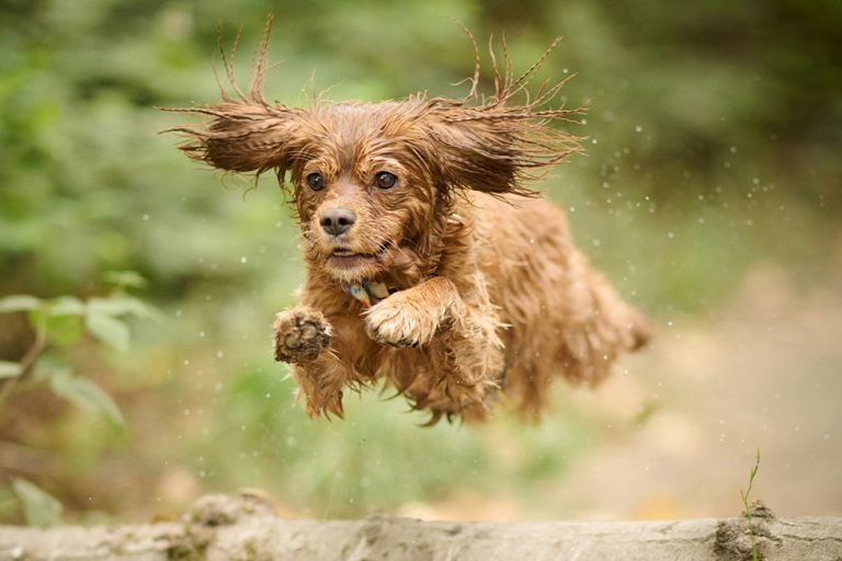 Year-Round Tick Paralysis Threat- National Tick Awareness Month Friday ...