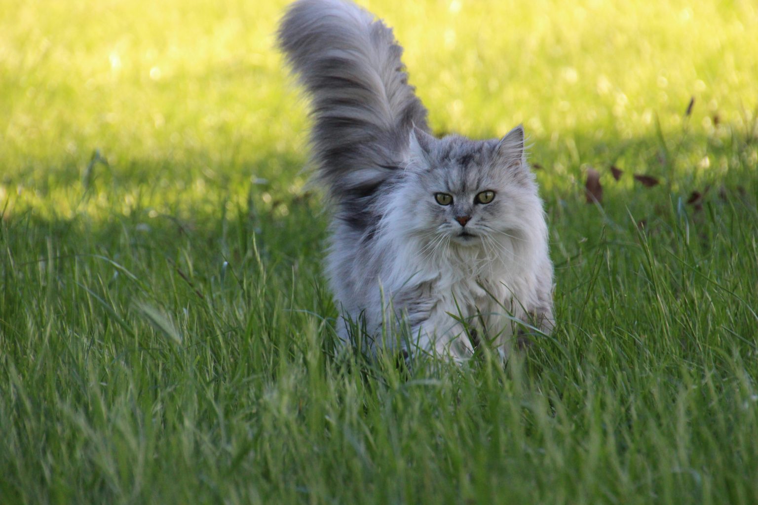 Persian Cat - Breed Information | Pet Insurance Australia