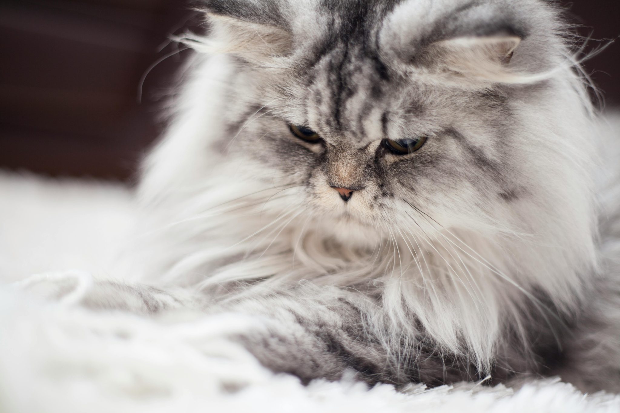 Persian Cat - Breed Information | Pet Insurance Australia