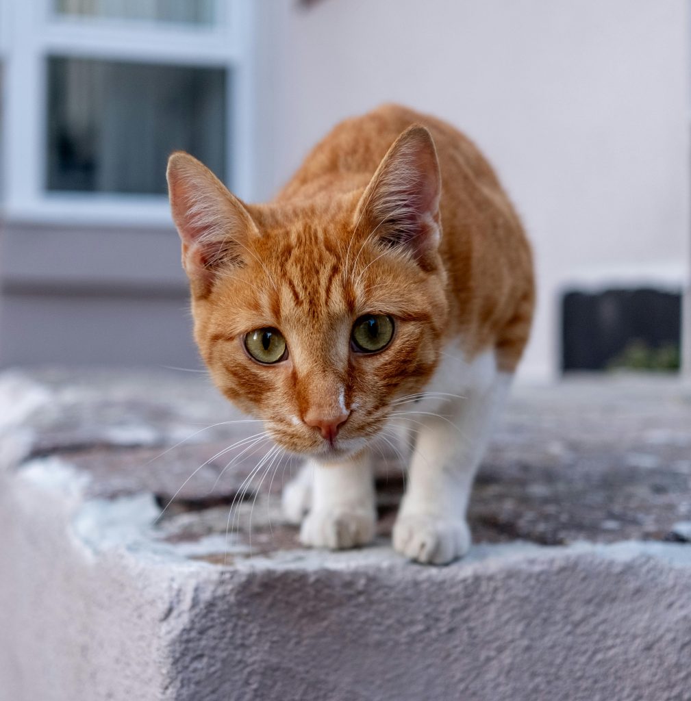 Cat Breeds In Australia | Information & Characteristics