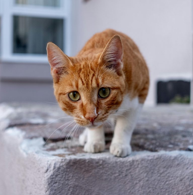 Cat Breeds In Australia | Information & Characteristics