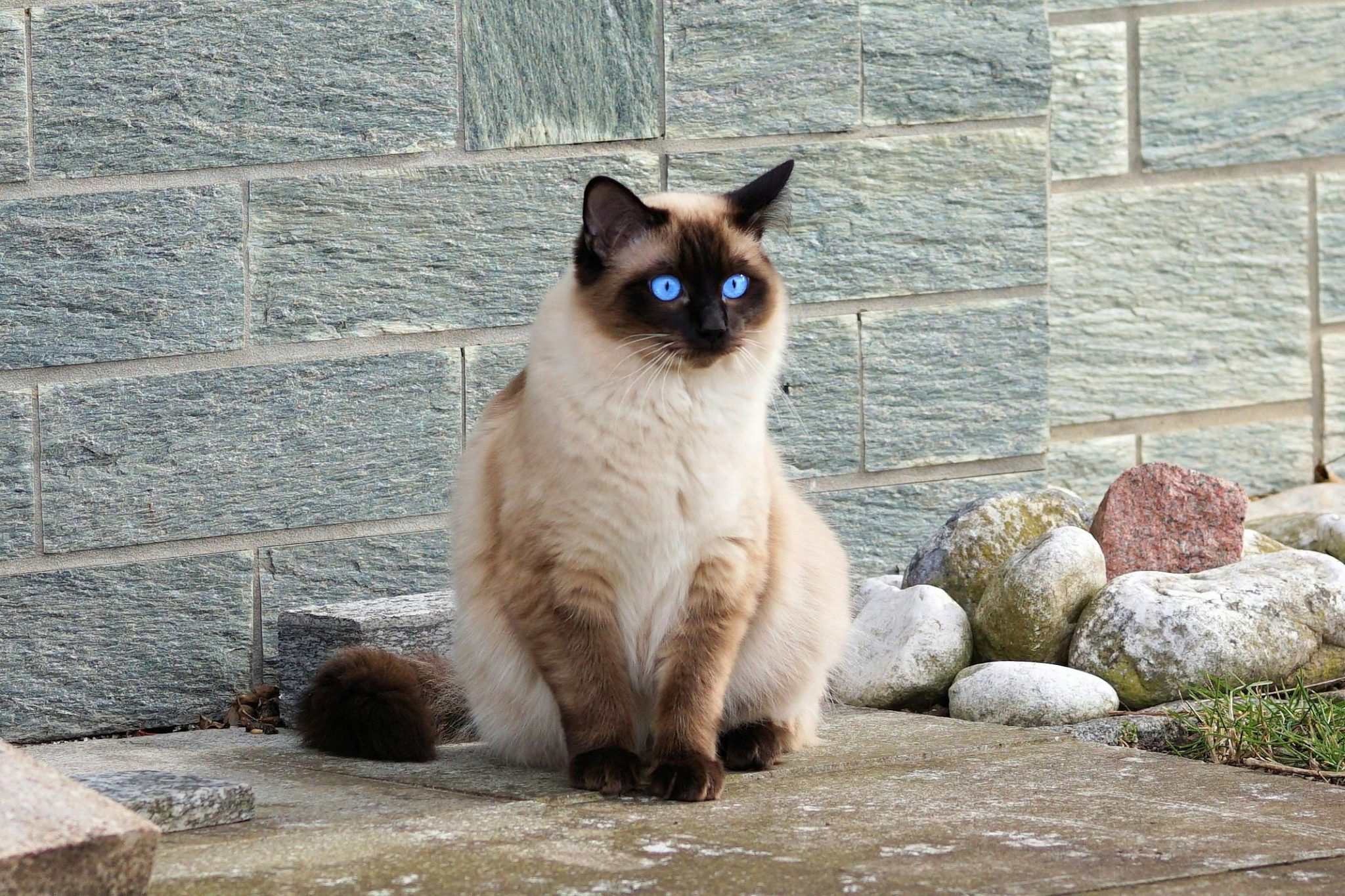 Ragdoll - Breed Information | Pet Insurance Australia
