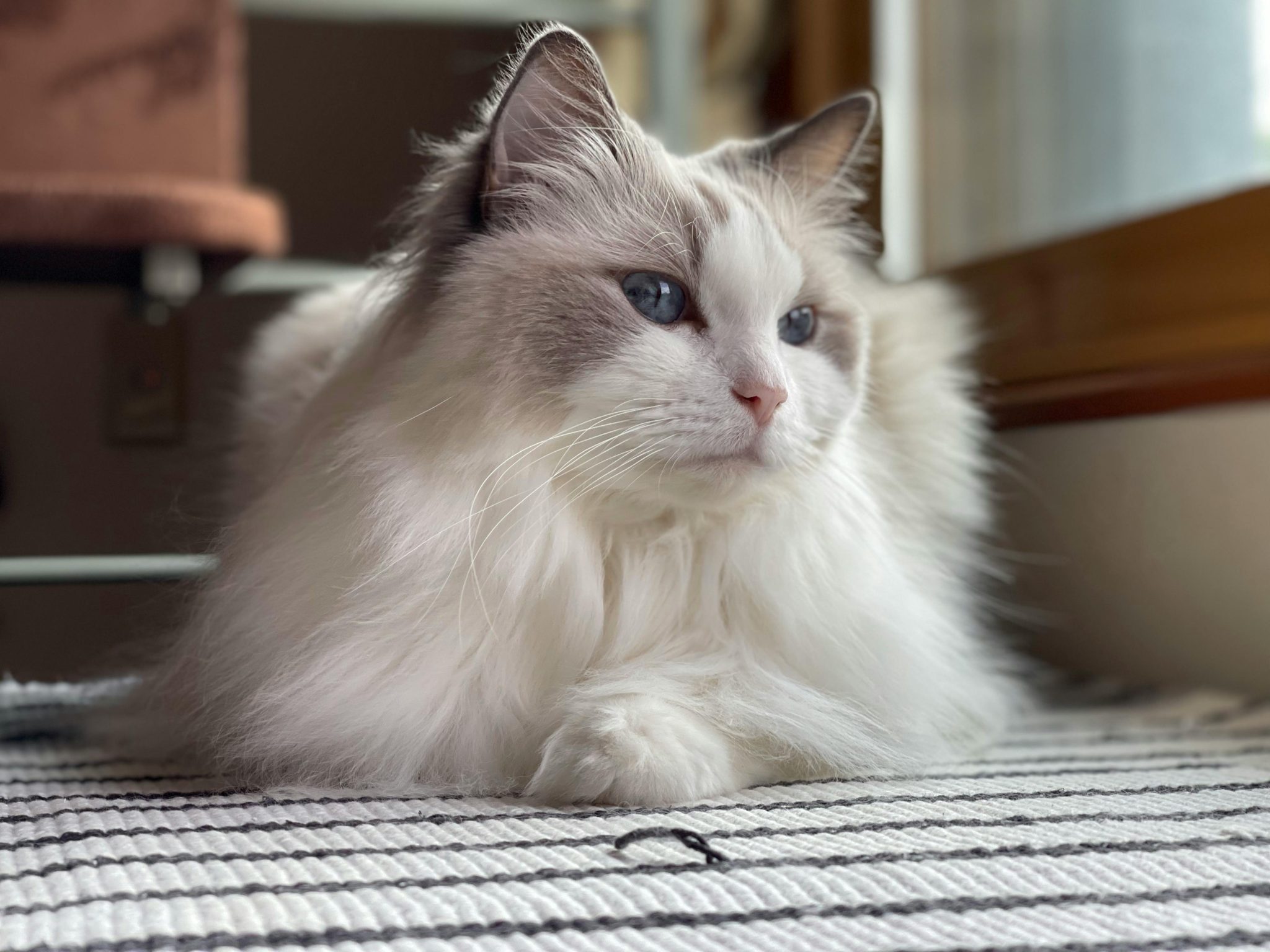 Ragdoll - Breed Information | Pet Insurance Australia