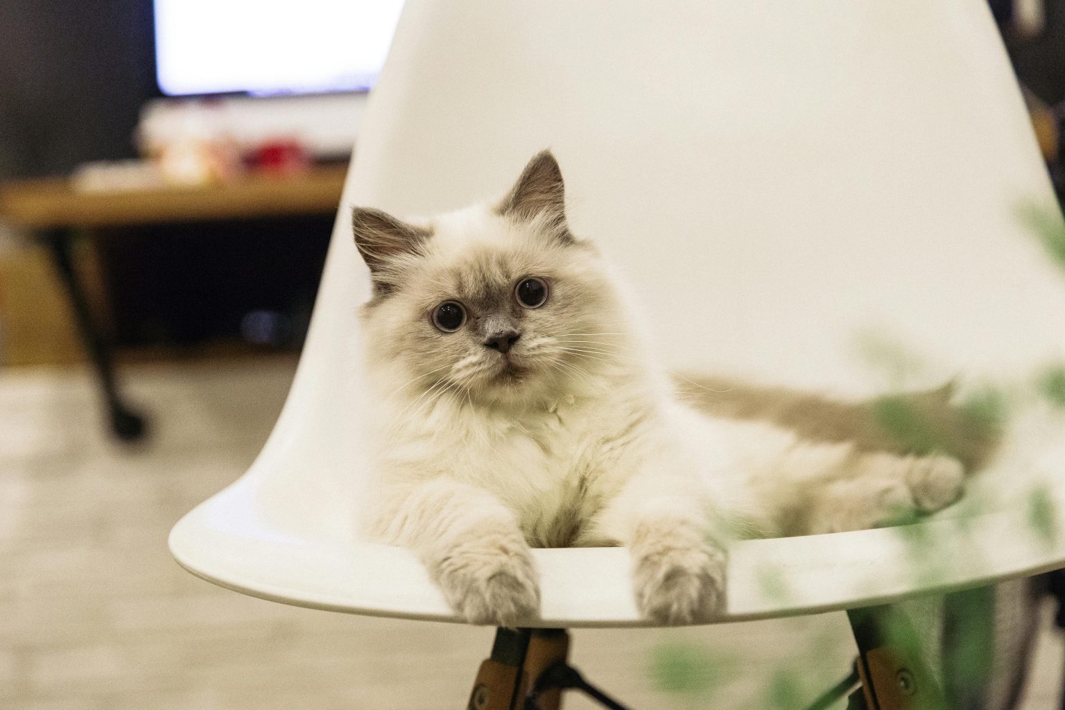 Ragdoll - Breed Information | Pet Insurance Australia