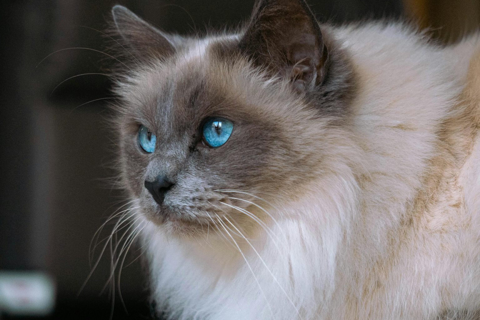 Ragdoll - Breed Information | Pet Insurance Australia