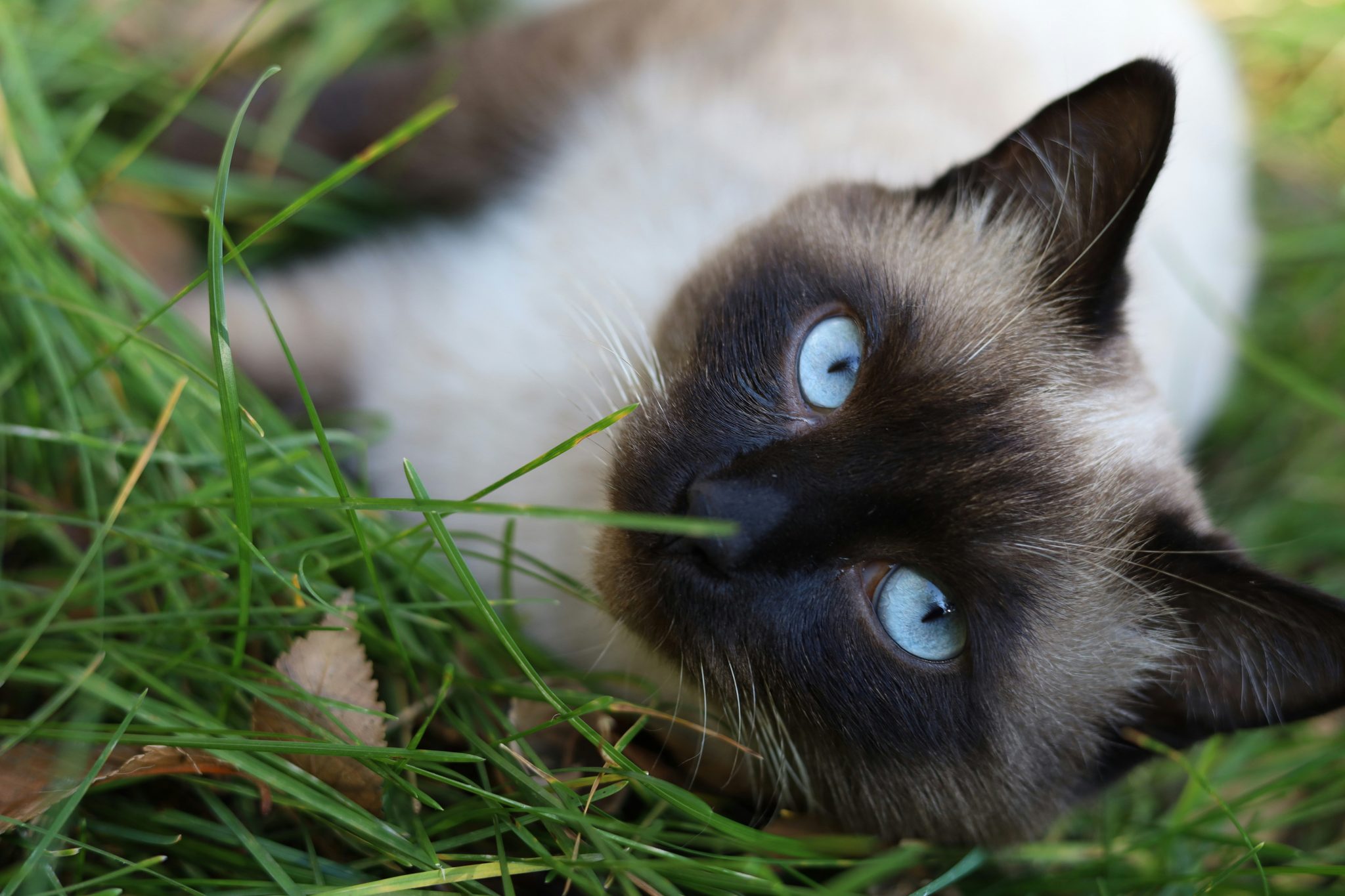 Siamese Cat - Breed Information | Pet Insurance Australia